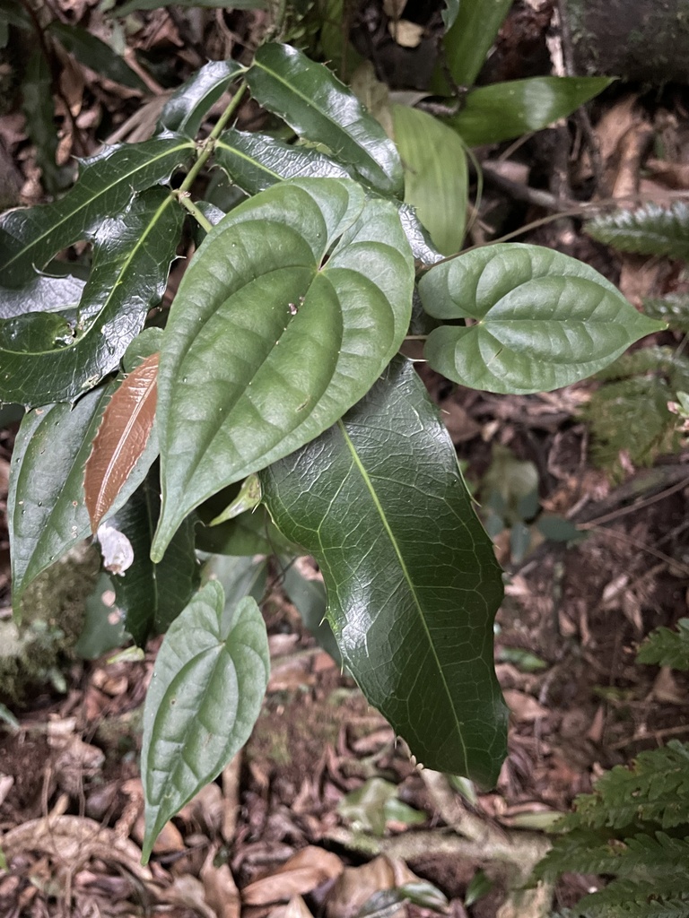 Common Yam Vine from D’Aguilar National Park, Mount Glorious, QLD, AU ...