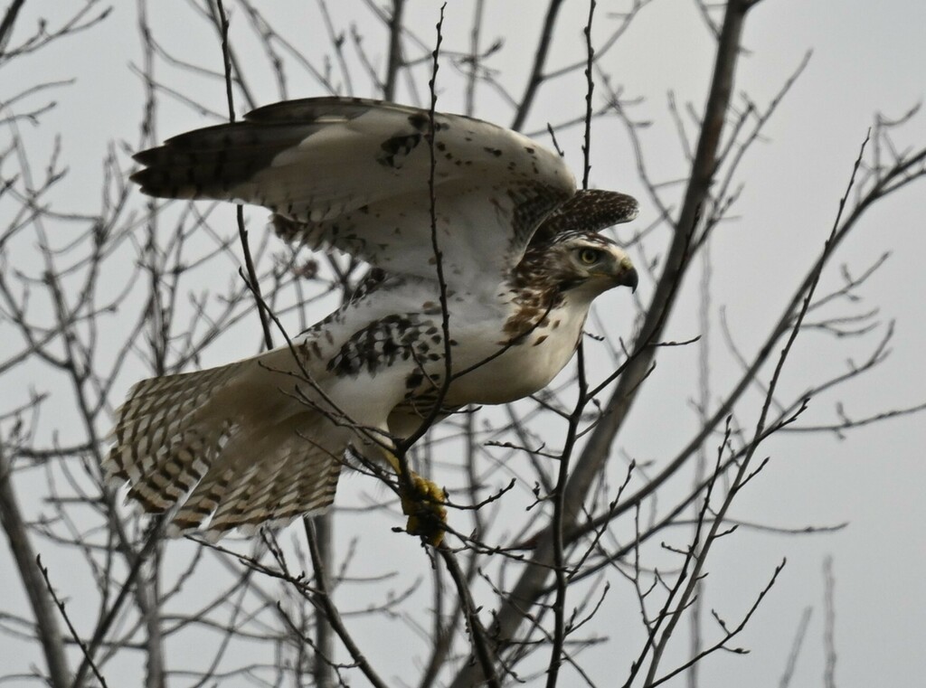 Red-tailed Hawk from Keeteman and Glacial Sands Loop, St Charles County ...