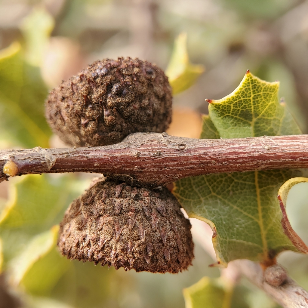 California scrub oak from Cleveland National Forest, Riverside County ...