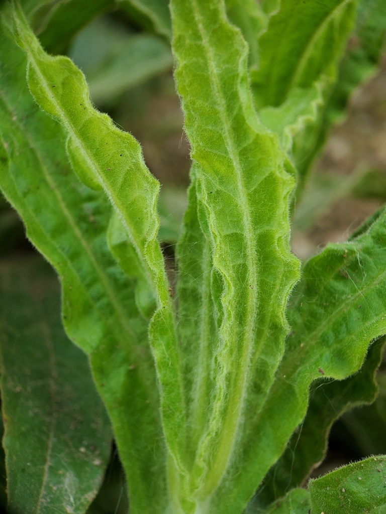 California cudweed from Corona, CA 92882, USA on December 29, 2023 at ...