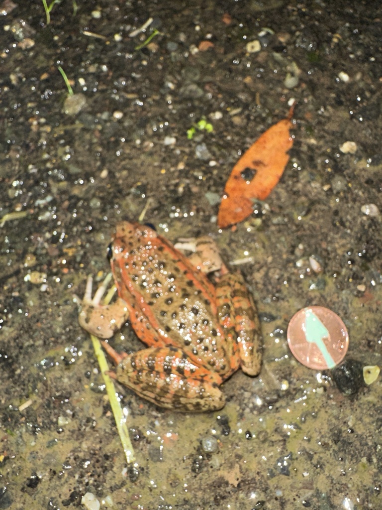 California Red-legged Frog in December 2023 by stubbie7 · iNaturalist