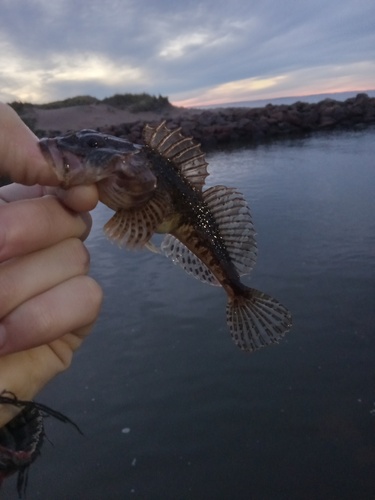 Observations by tomcod · iNaturalist