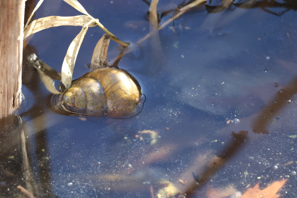 Chinese Mystery Snail from Clifton E. French Regional Park, Plymouth ...