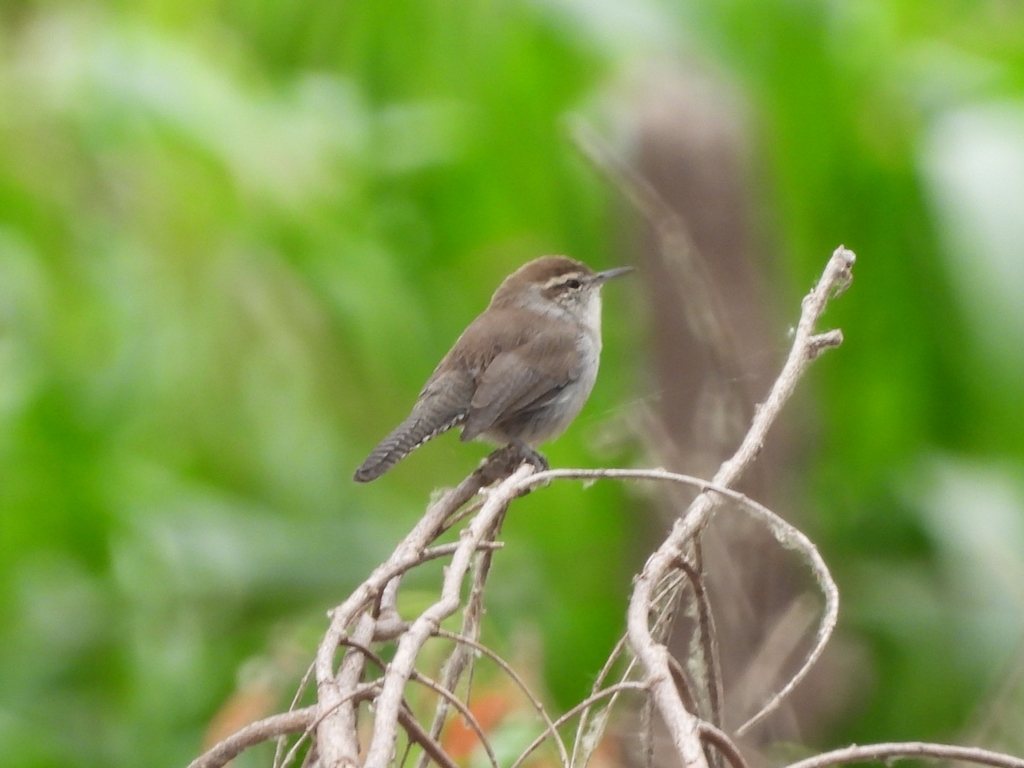 Bewick's Wren from El Paraiso, Guadalupe, Zac., México on October 4 ...