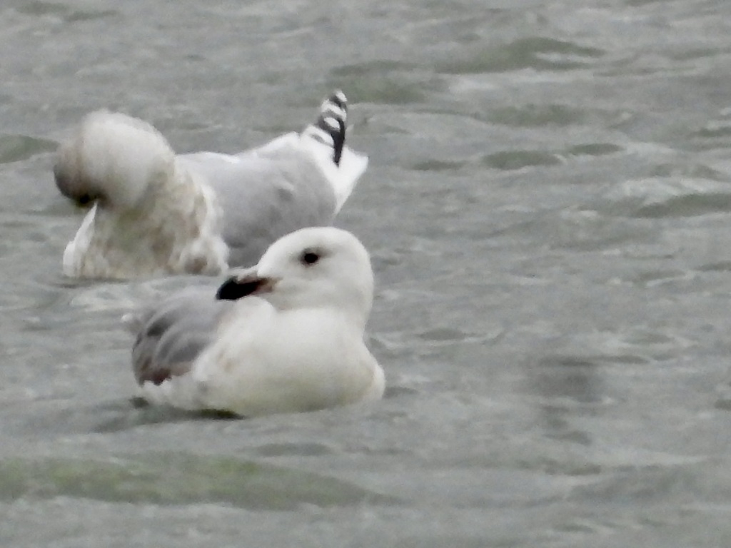 Large White-headed Gulls from Central District, Fremont, CA, USA on ...