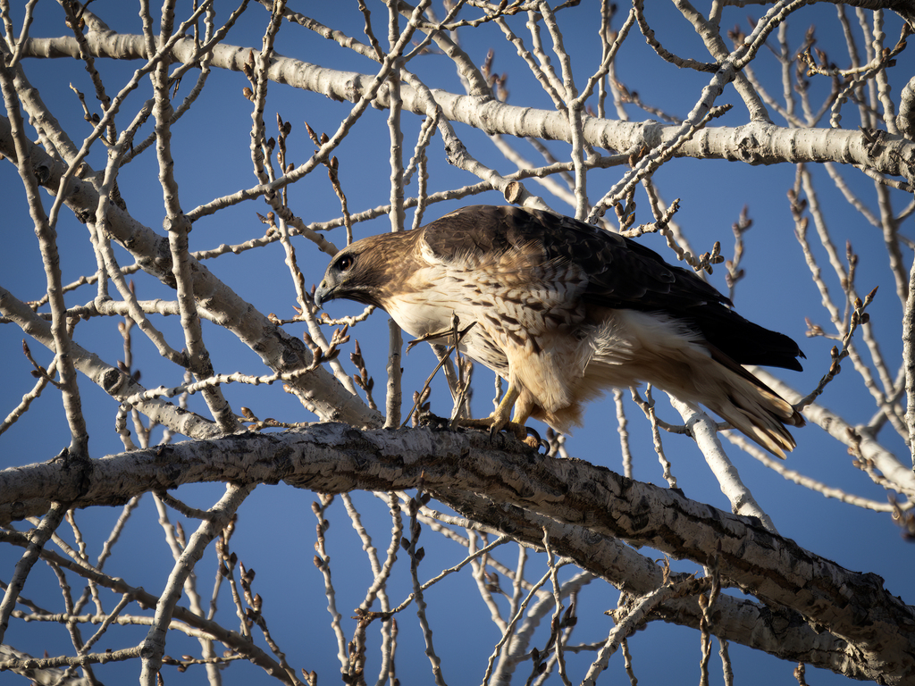 Red-tailed Hawk from Millcreek, UT, USA on December 29, 2023 at 03:22 ...