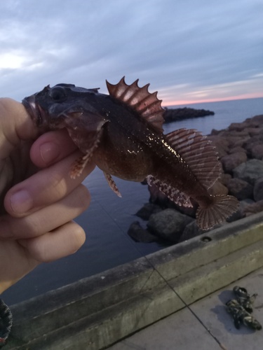 Observations by tomcod · iNaturalist