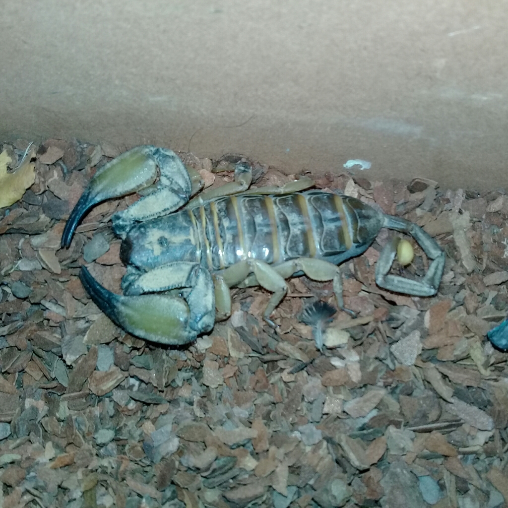 Hadogenes trichiurus pallidus from Inkosi Langalibalele Local ...