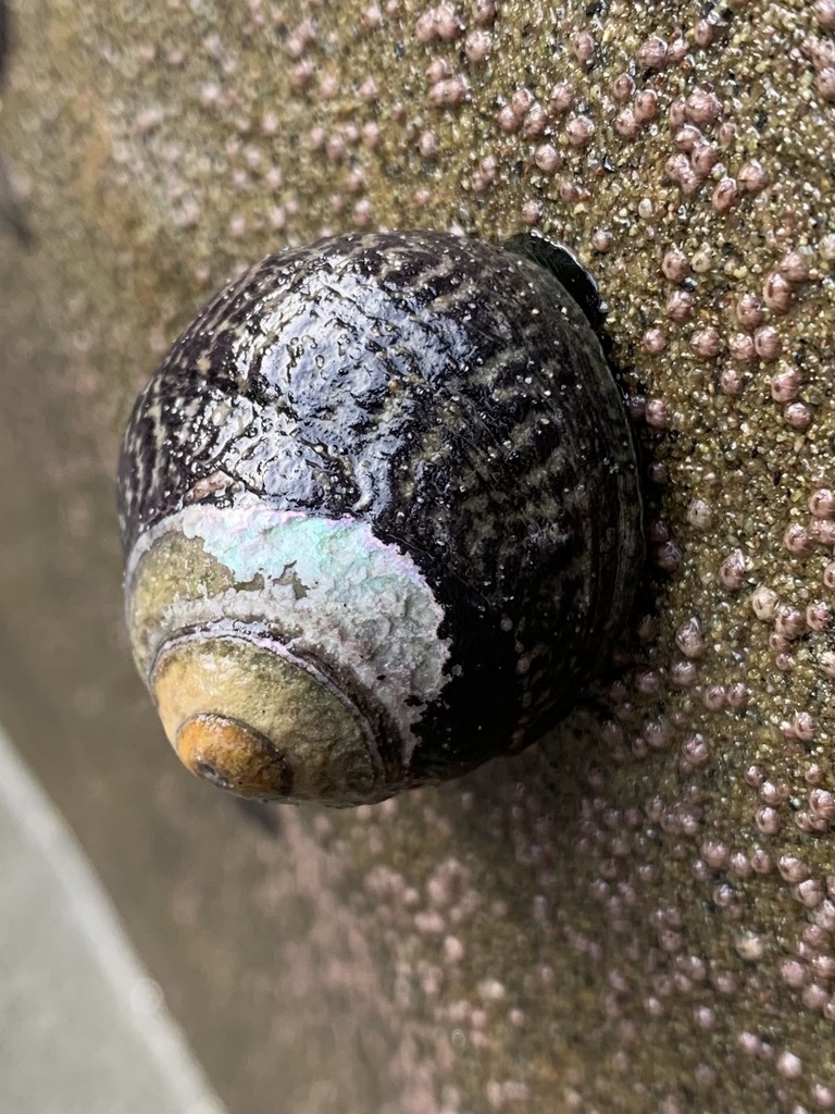 Speckled Tegula (China Cove Organisms) · iNaturalist