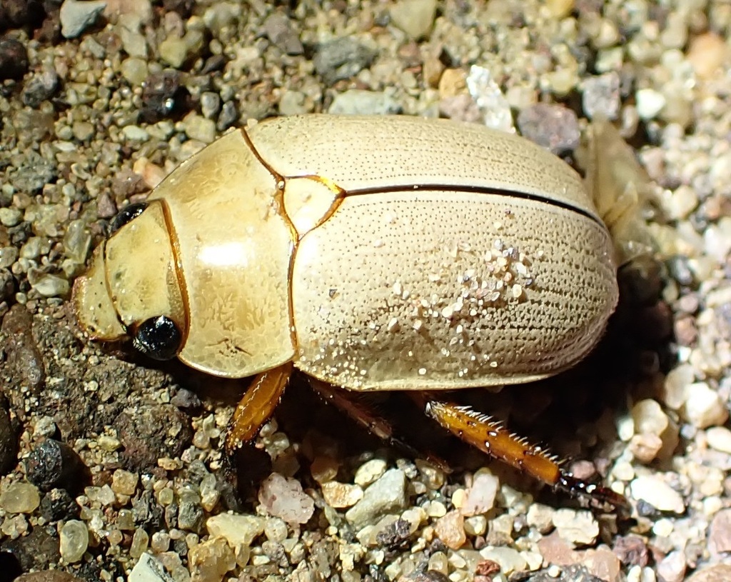 Anoplognathus brevicollis from Stapleton NT 0822, Australia on December ...