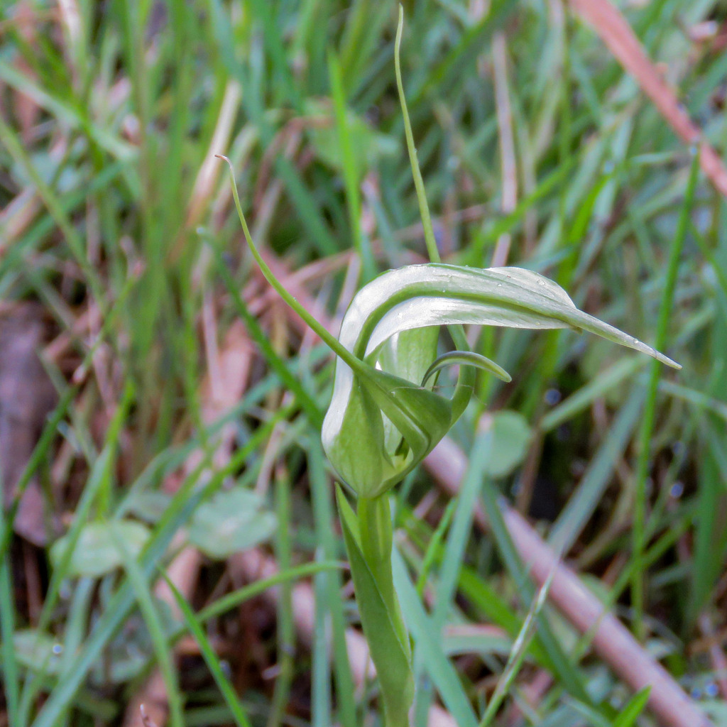large sickle greenhood from Lyonville VIC 3461, Australia on December ...