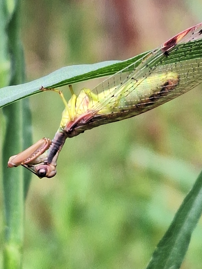 Ditaxis meridiei from Tecoma VIC 3160, Australia on December 30, 2023 ...