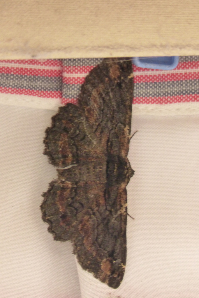 Sinister Moth in December 2023 by marielaurenceo · iNaturalist