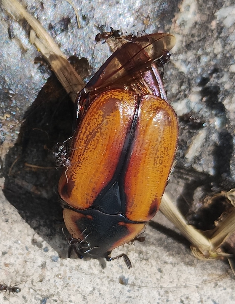 Cowboy Beetle from Penrith Station, Stand A, Penrith NSW 2750 ...