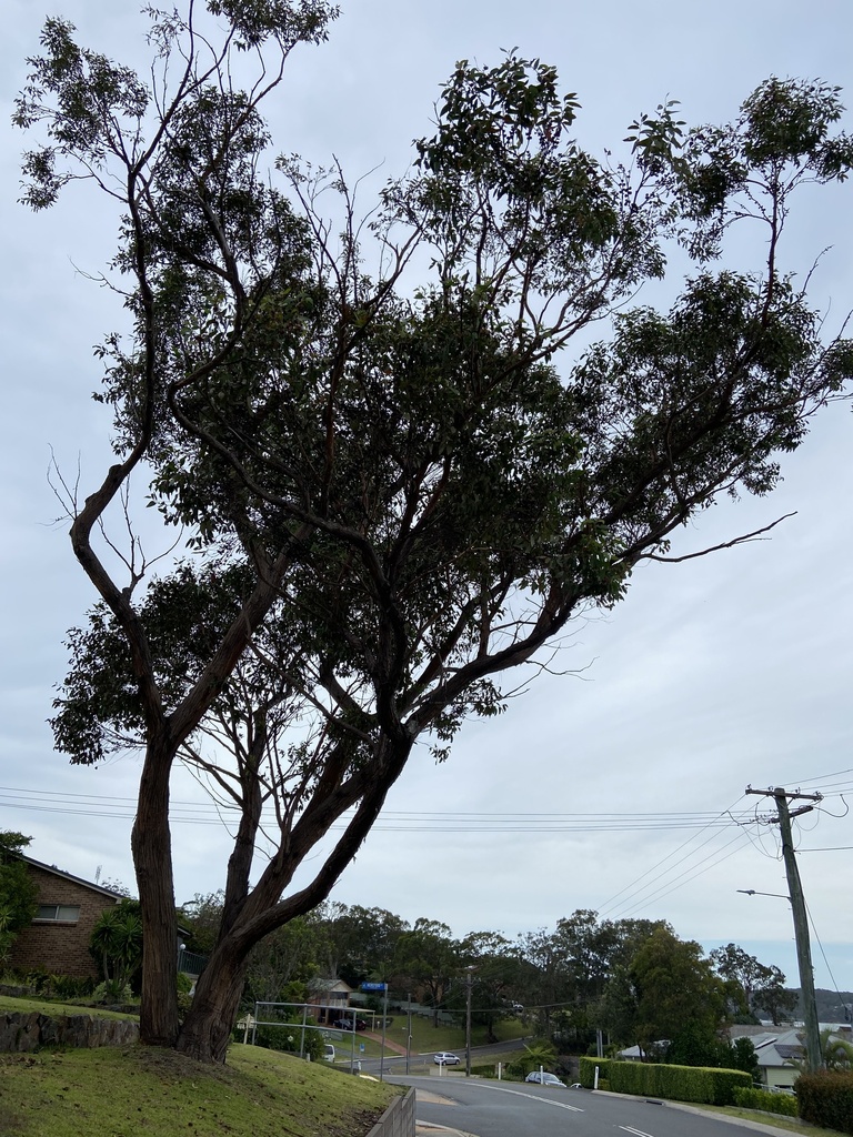 Brown stringybark from Sealand Rd, Fishing Point, NSW, AU on December ...