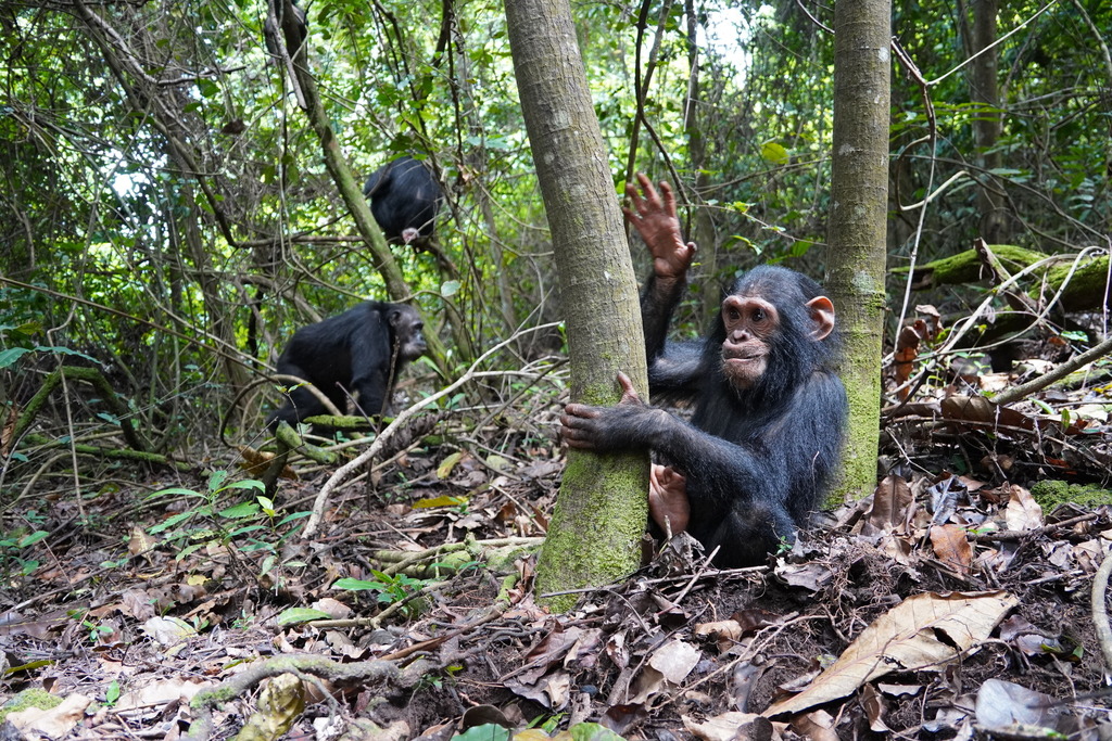 Chimpanzee in December 2023 by Pierre-Louis Stenger · iNaturalist
