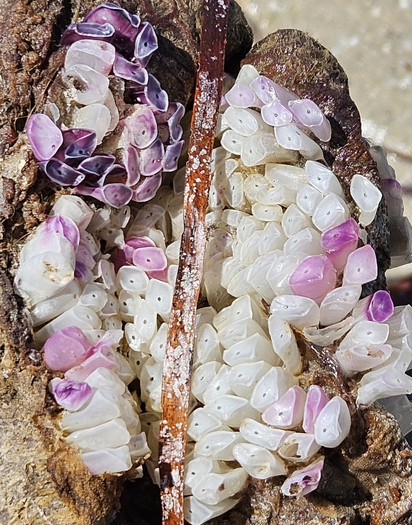 Cart-Rut Shell from Largs Bay SA 5016, Australia on December 30, 2023 ...