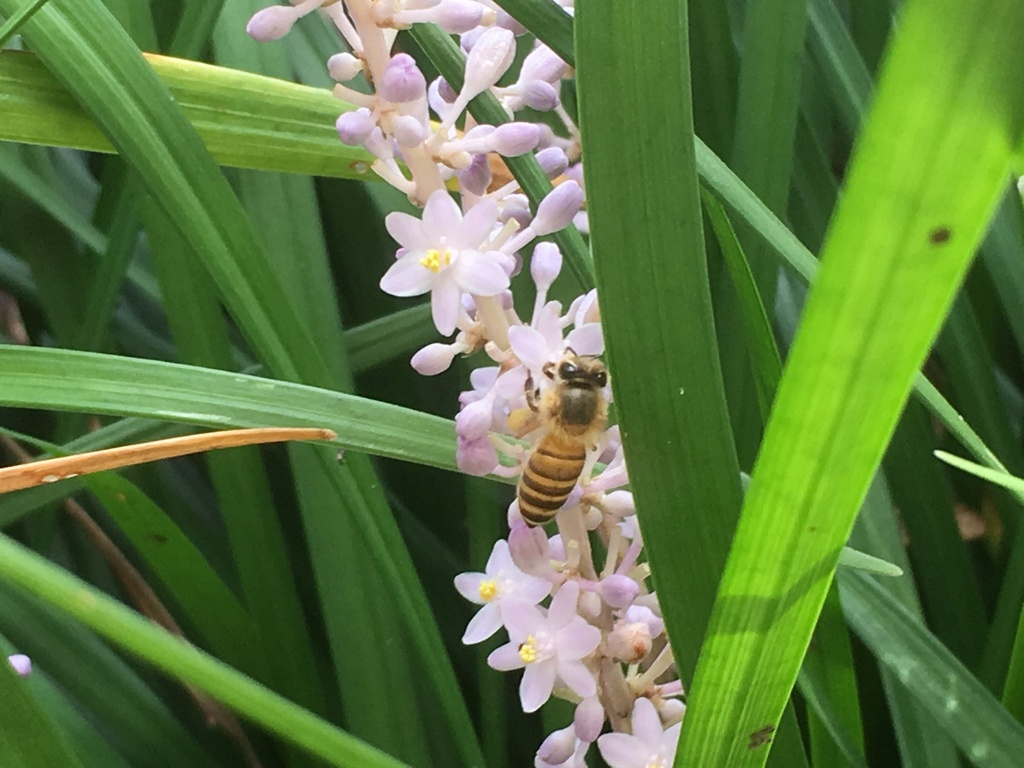 Asian Honey Bee from 中国四川省绵阳市 on July 26, 2019 at 12:20 PM by amicius ...