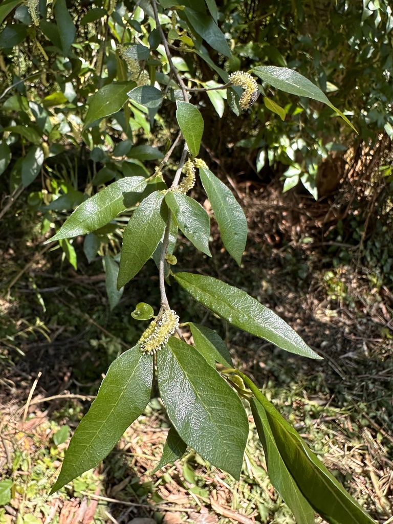whalebone tree from Glen William, NSW, AU on December 30, 2023 at 02:36 ...