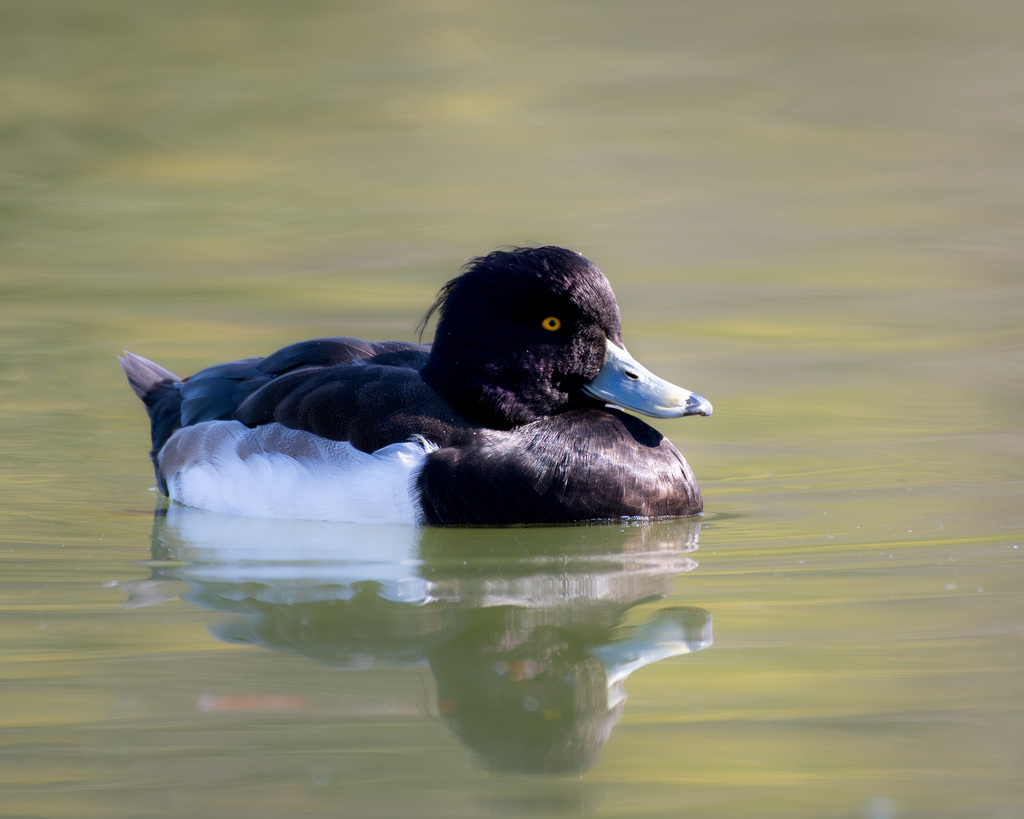 Tufted Duck from Tama New Town, 6 Chome Sekido, Tama, Tokyo, Japan on ...