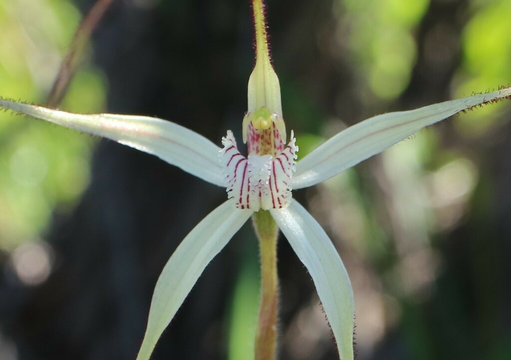Caladenia from Rothsay WA 6620, Australia on August 13, 2021 at 12:41 ...