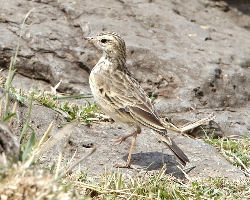 African Pipit (Anthus cinnamomeus) - Avian Discovery