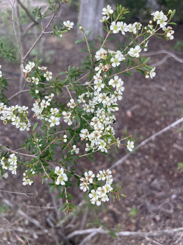 Tantoon from Friday Ave, Burdell, QLD, AU on December 30, 2023 at 06:10 ...