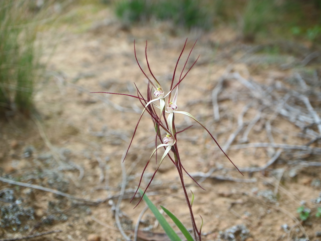 Caladenia from Jitarning WA 6365, Australia on August 19, 2021 at 09:54 ...