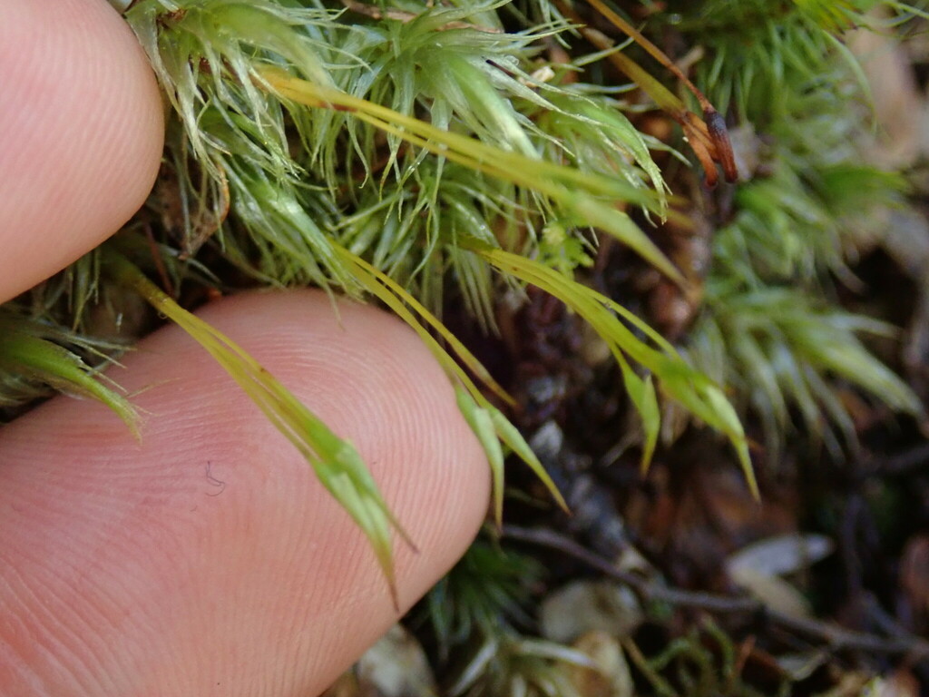 Dicranoloma plurisetum from Bealey Valley track, Arthurs Pass National ...
