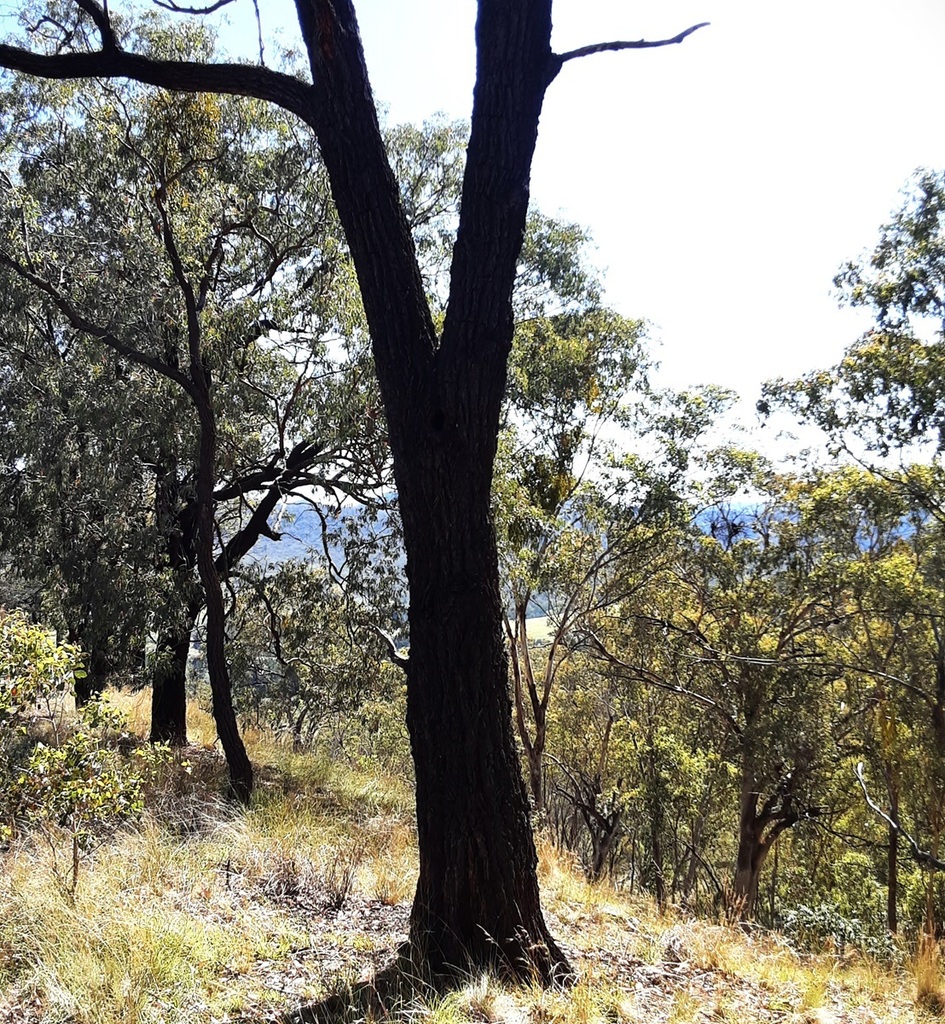 Red Ironbark from Sofala NSW 2795, Australia on December 30, 2023 at 04 ...