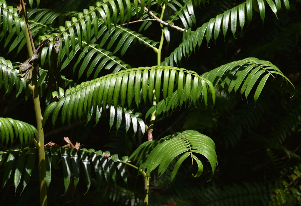 king fern from Speewah QLD 4881, Australia on November 17, 2023 at 11: ...