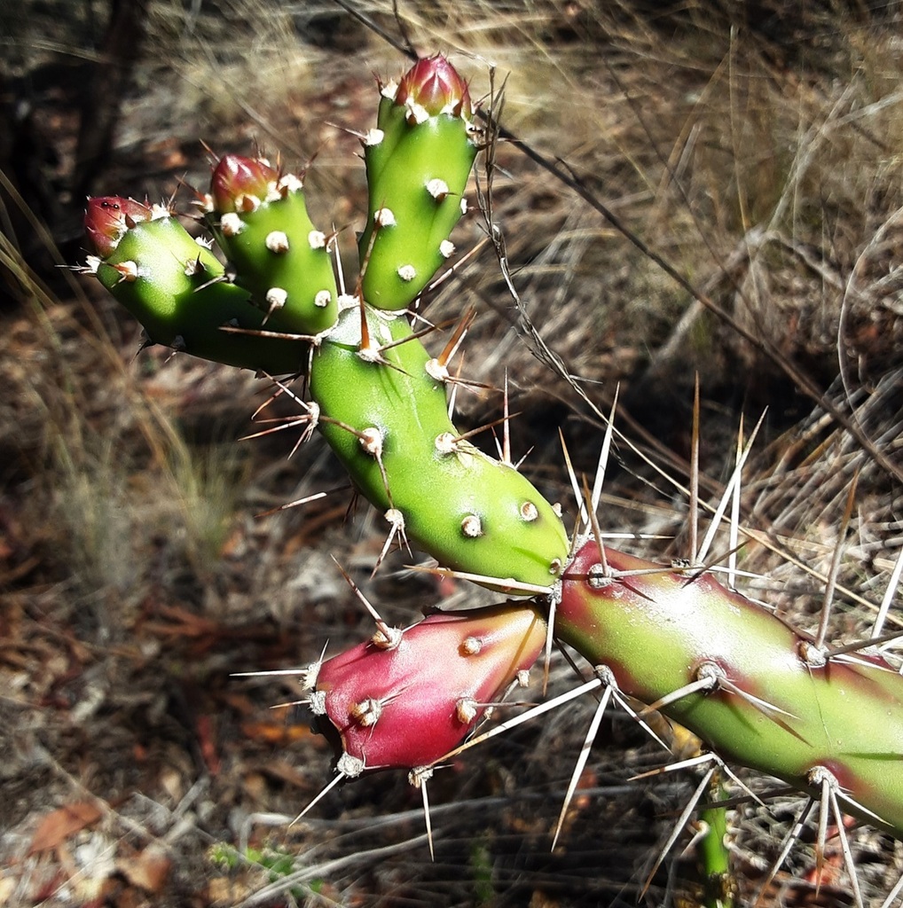 Tiger Pear from Sofala NSW 2795, Australia on December 30, 2023 at 03: ...