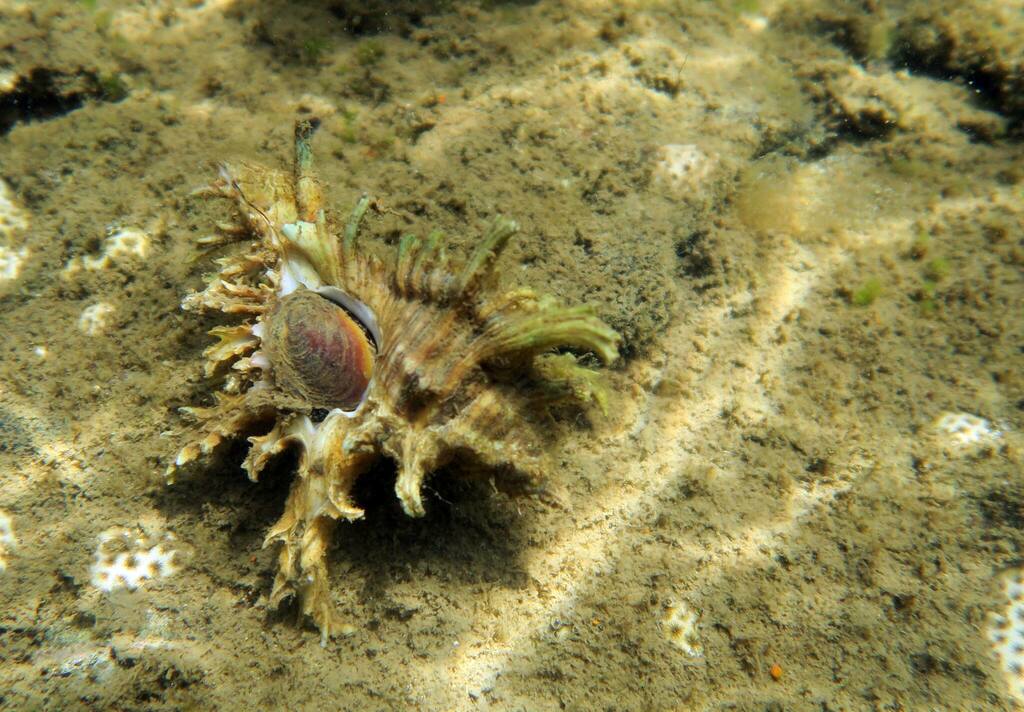 West Indian murex from Le Lamentin, MQ-FF, MQ on July 26, 2017 at 06:10 ...