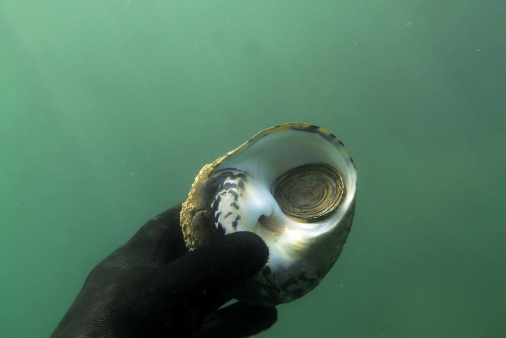 West Indian Top Shell from Fort-de-France, MQ-FF, MQ on August 3, 2020 ...