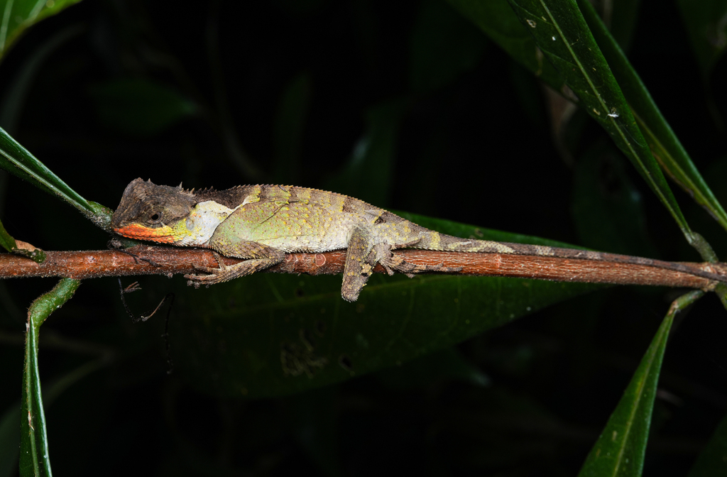 Acanthosaura rubrilabris from 中国云南省西双版纳傣族自治州勐腊县 on October 18, 2023 at ...