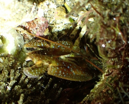Camaron chasqueador (Alpheus sulcatus)