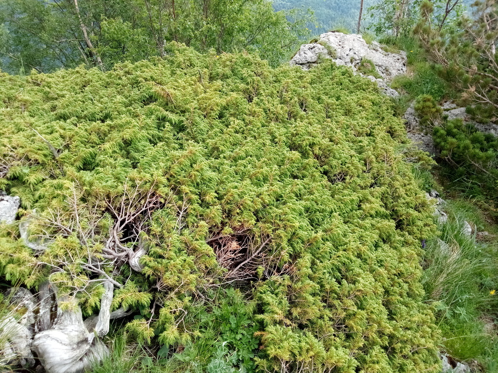 common juniper from Майкопский р-н, Республика Адыгея, Россия on June ...