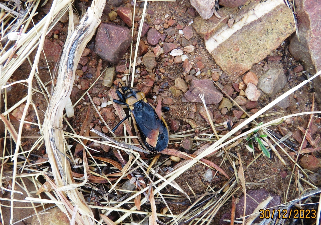 Millipede Assassin from Ladismith, 6655, South Africa on December 30 ...