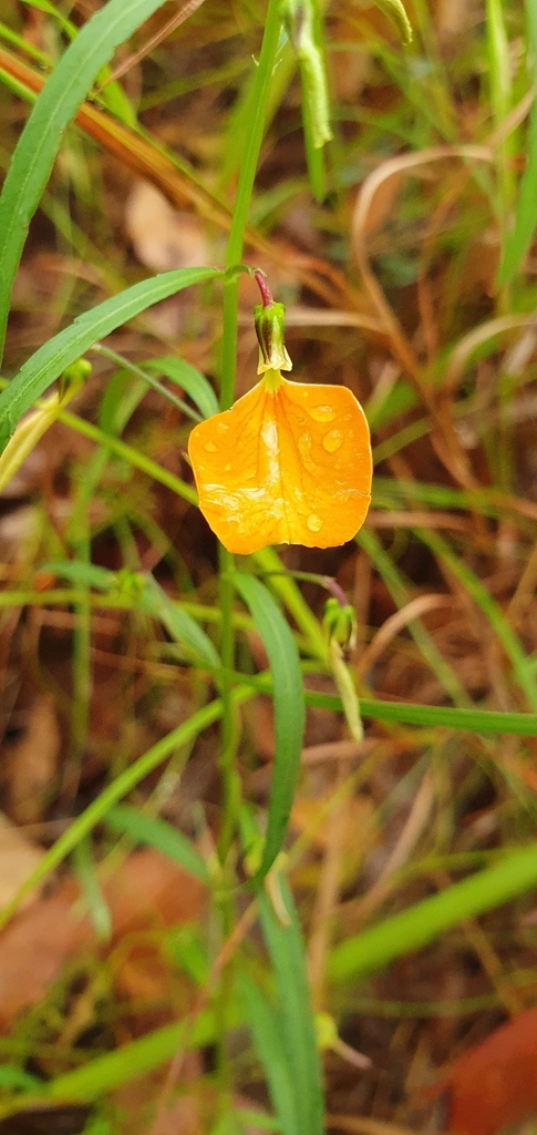 spade flower from Kenmore QLD 4069, Australia on December 30, 2023 at ...