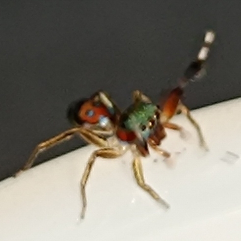 Jade Jumping Spider in December 2023 by Sutthikhun Phaengphongsai ...