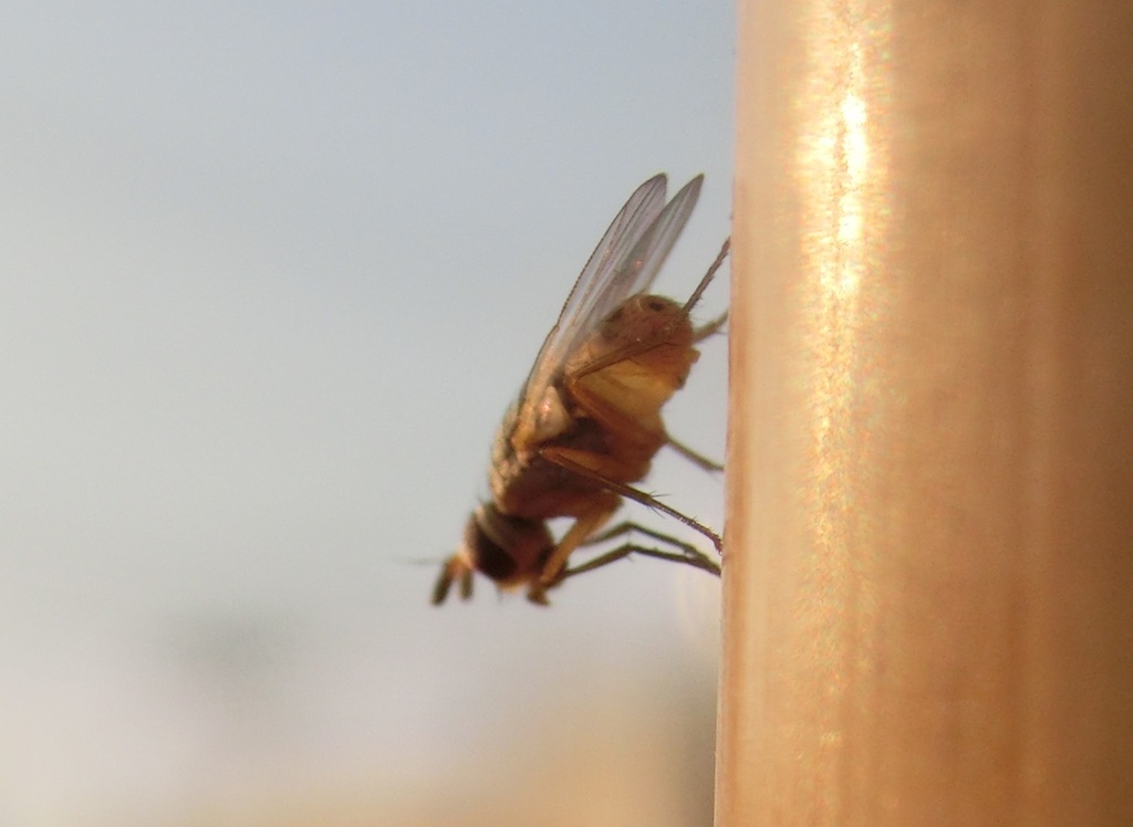 Shoot Flies from 511台灣彰化縣社頭鄉社頭 on December 30, 2023 at 04:23 PM by ...