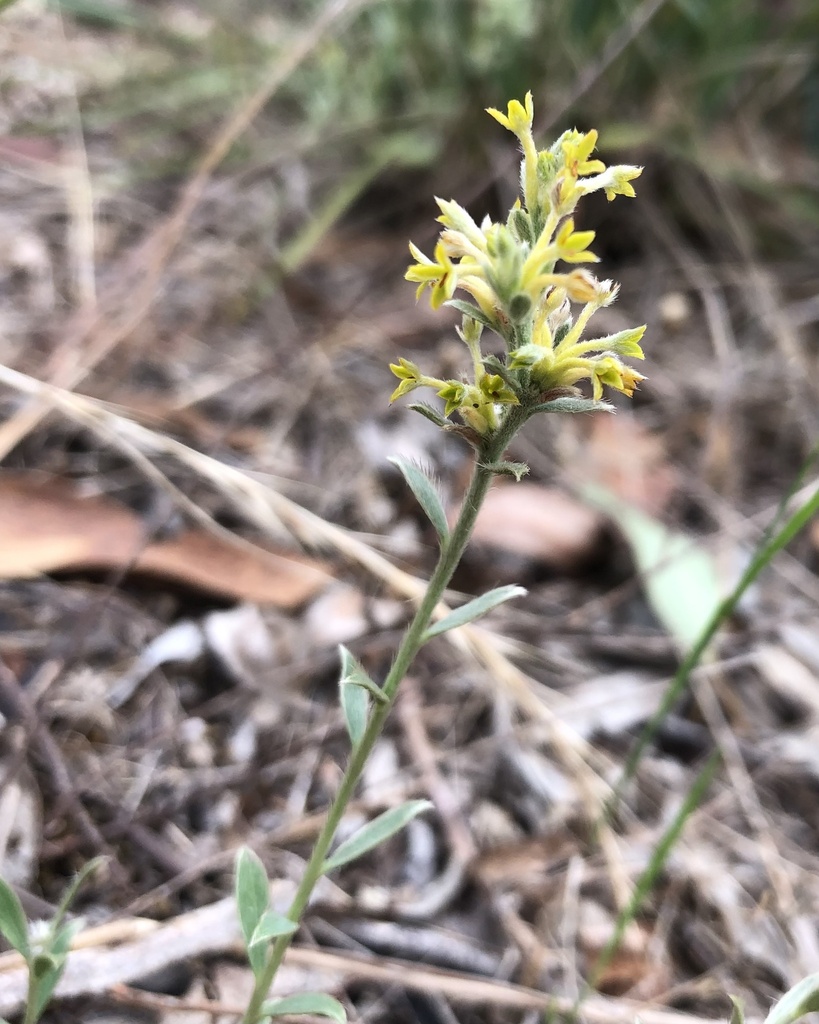 curved rice-flower from Trawalla State Forest, Beaufort, VIC, AU on ...