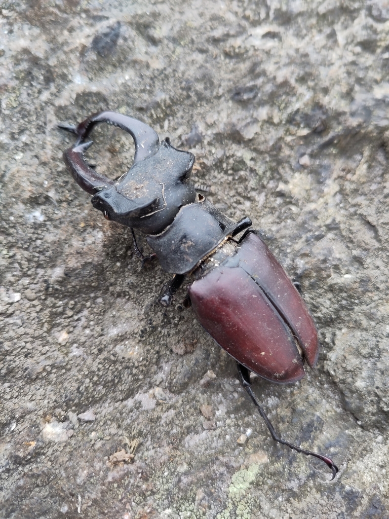 European Stag Beetle from Svahová 32, 431 21 Boleboř, Tschechien on ...