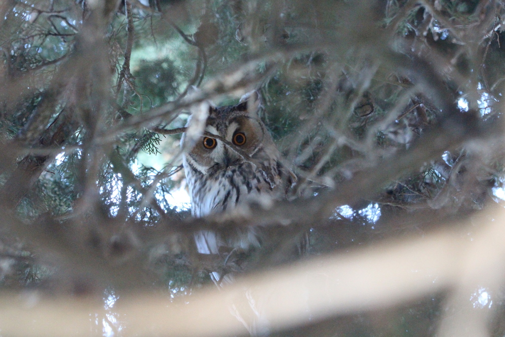 Búho Cara Canela en diciembre 2023 por eliotthuguet · iNaturalist Mexico