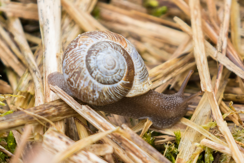 Oregon forestsnail (Organisms of the Alouette Watershed) · iNaturalist