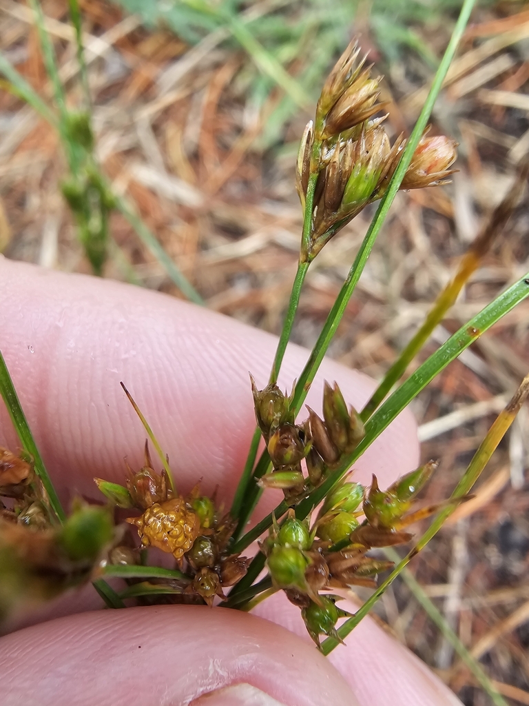 Slender Path Rush from GX63+7V, Tahawai 3170, New Zealand on December ...