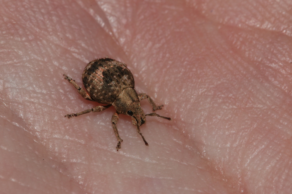 Two-banded Japanese Weevil from 日本、〒102-0091 東京都千代田区北の丸公園 on September ...