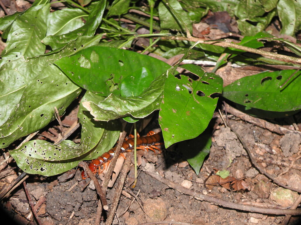 Scolopendra multidens from 中国广东省深圳市罗湖区梧桐山 邮政编码: 518003 on August 6 ...