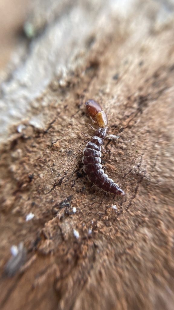 Square-headed Snakeflies in December 2023 by tofuinsect · iNaturalist