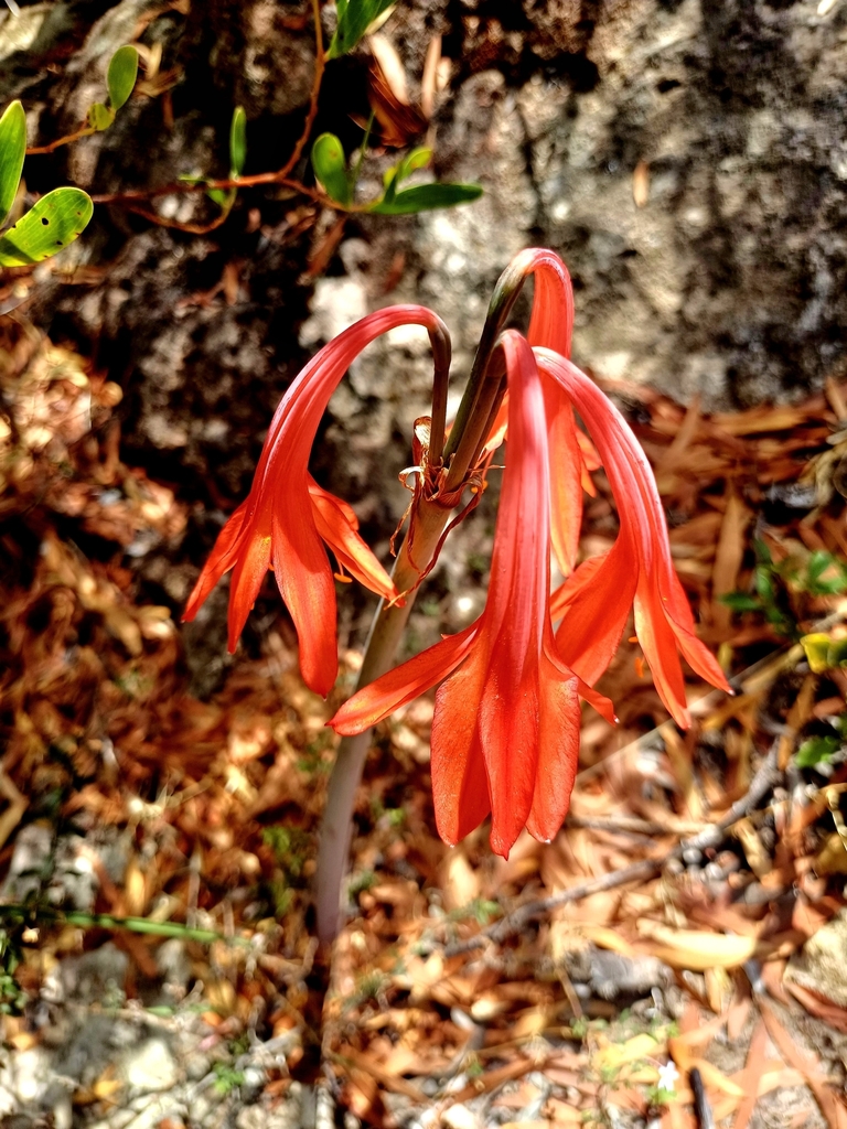 Garden Route Firelily from Hessequa Local Municipality, South Africa on ...